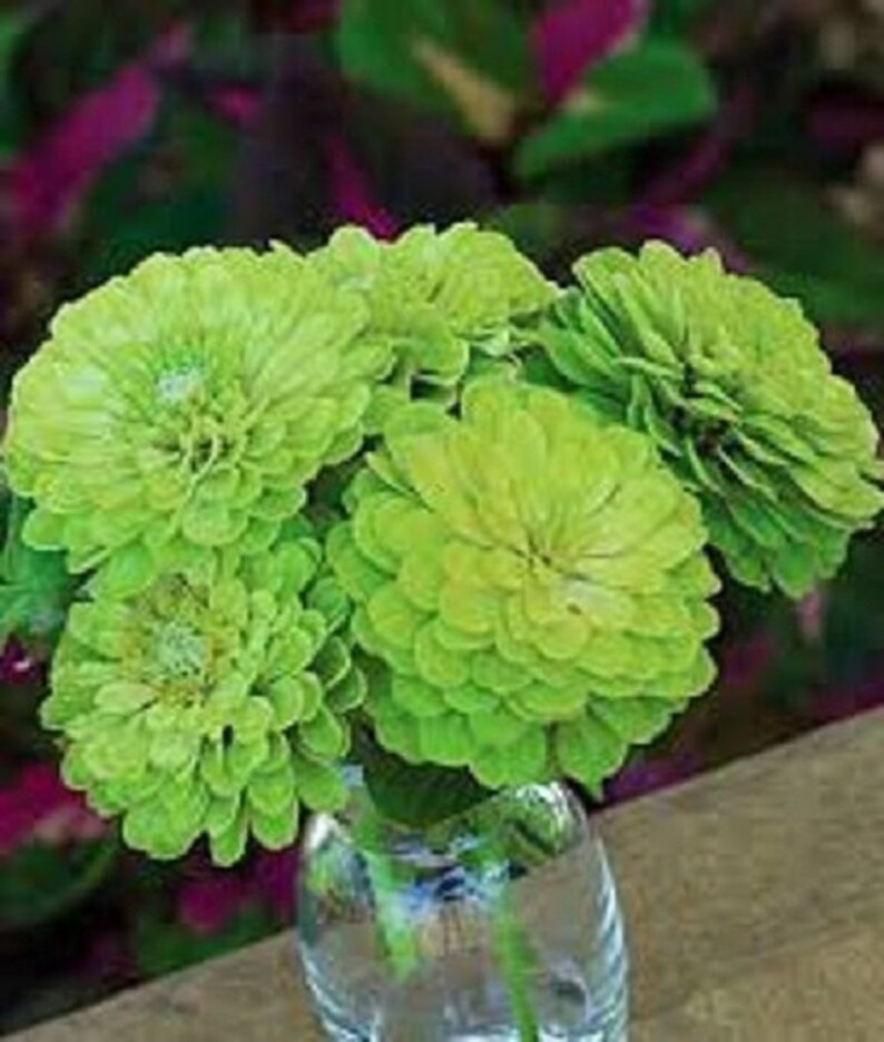 30 Zinnia Lime Green Envy Flower Seeds / Annual | Etsy