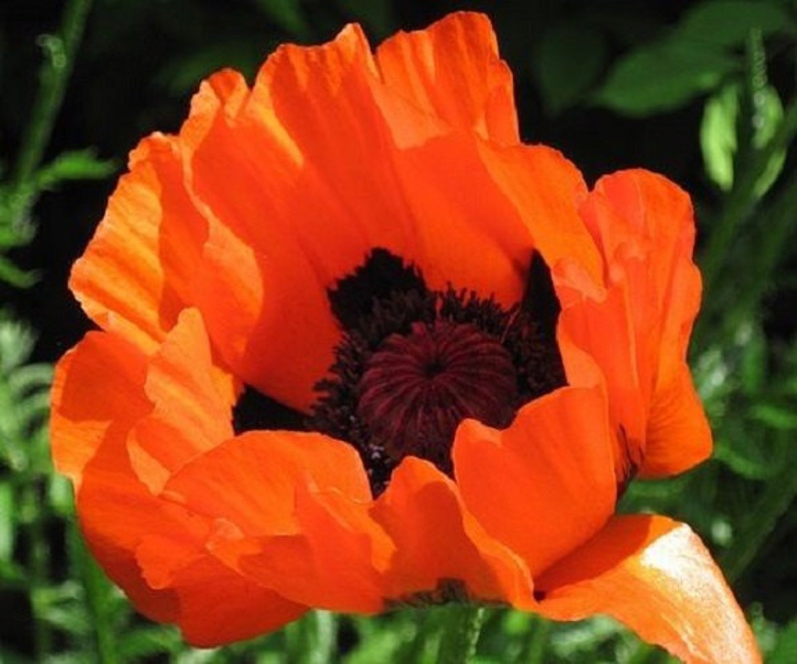 50+ Prince of Orange Poppy Papaver Orientale / Perennial Flower Seeds ...