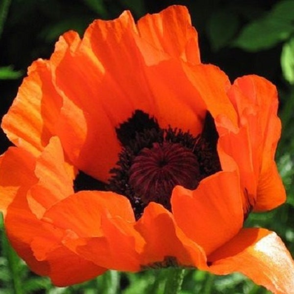 Poppy Flower - Etsy