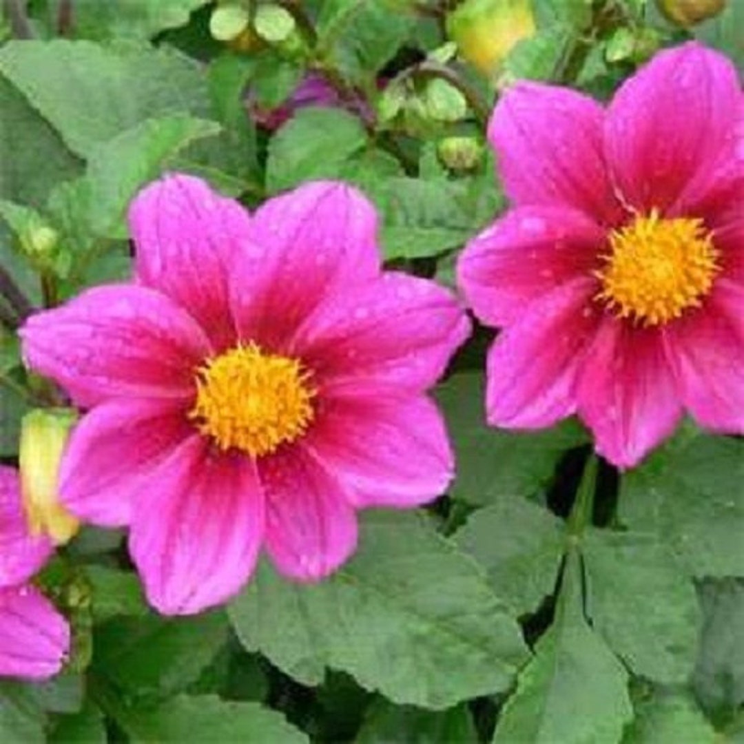 25+ PINK DAHLIA MILANO Flower Seeds - Etsy