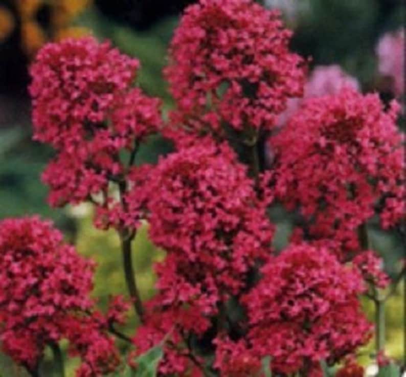 40 Red Jupiter's Beard Centranthus Flower Seeds / - Etsy
