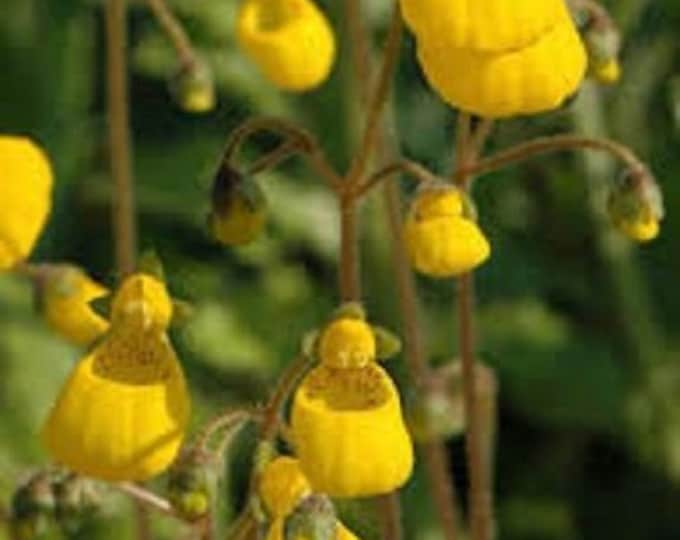 Calceolaria Uniflora , Darwins Slipper, Darwins Slipper Flower 10 Fresh ...