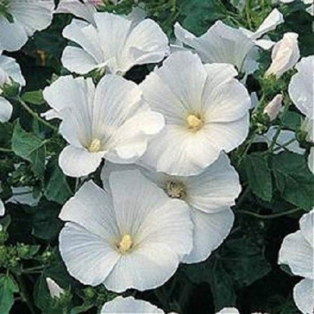20+ White Rose Mallow Lavatera / Perennial Flower Seeds - Etsy