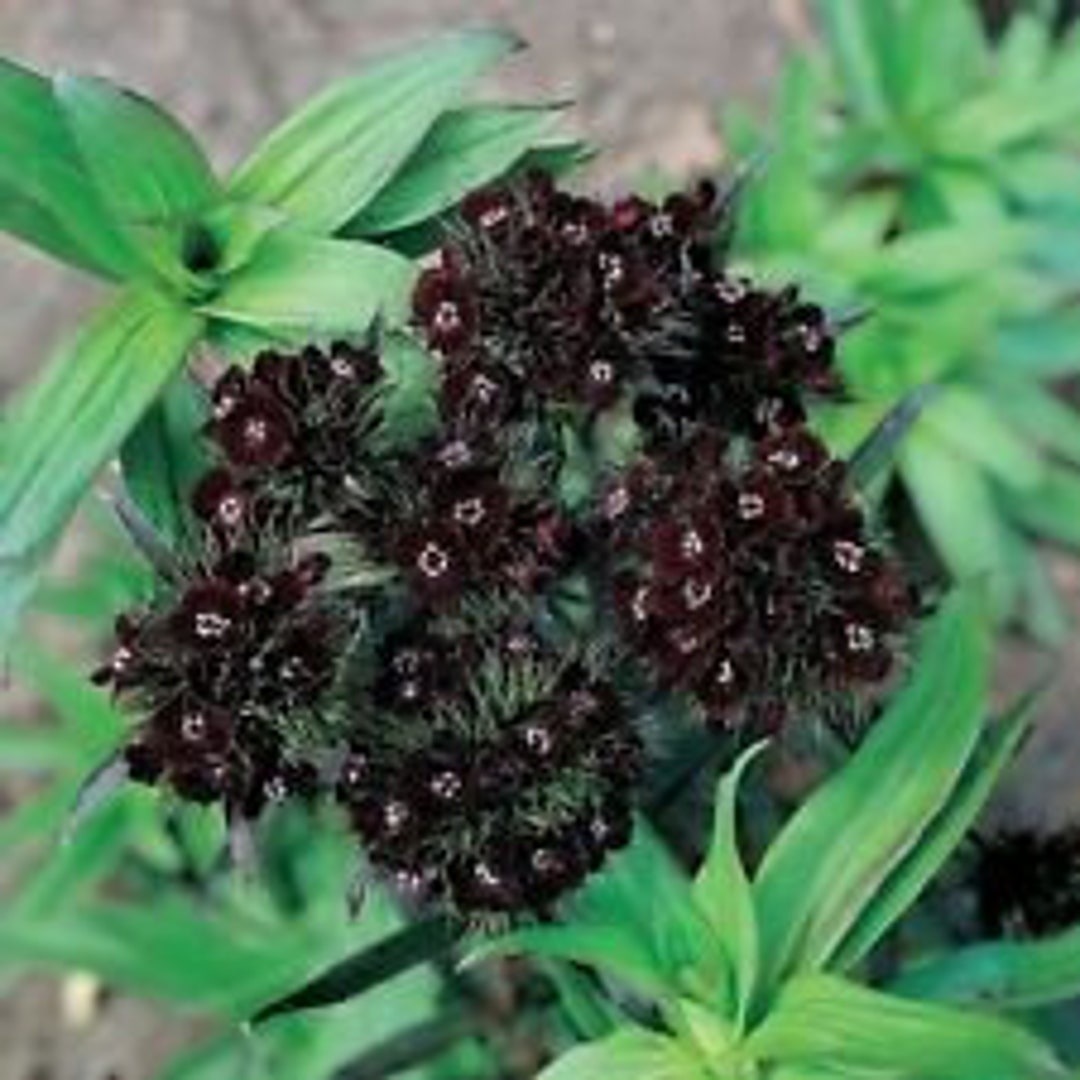 40+ Dianthus Barbatus Black Adder Flower Seeds / Perennial Sweet ...