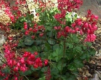Coral Bells Heuchera Bressingham Flower Seeds / Perennial 75+ - Etsy