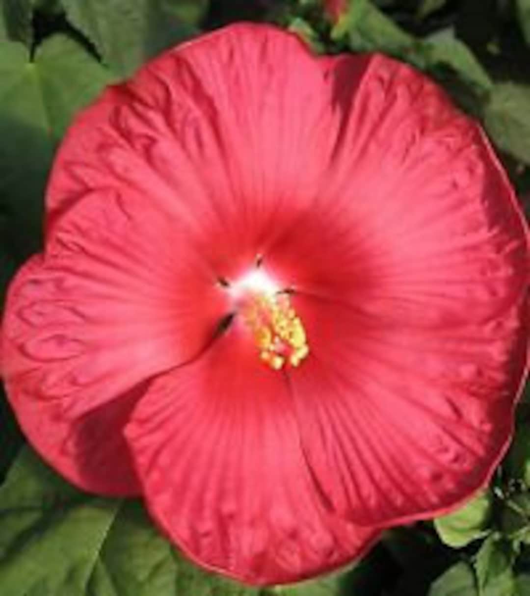 15+ Red Dinner Plate Hibiscus Flower Seeds / Huge 10-12 Inch Blooms ...
