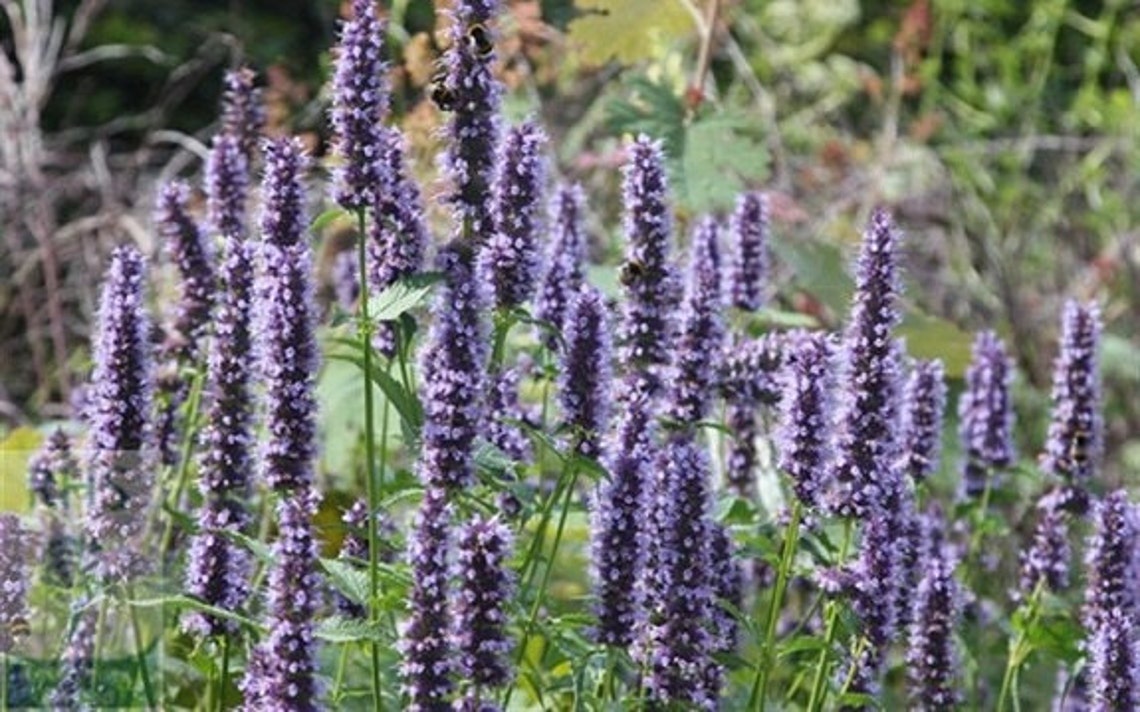 Purple Agasthache / Perennial Flower Seeds - Etsy