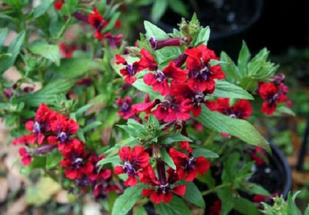 15+ Cuphea Scarlet Red Cigar Plant Flower Seeds Perennial - Etsy