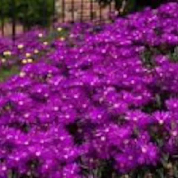 Seedsbycheryl - Etsy