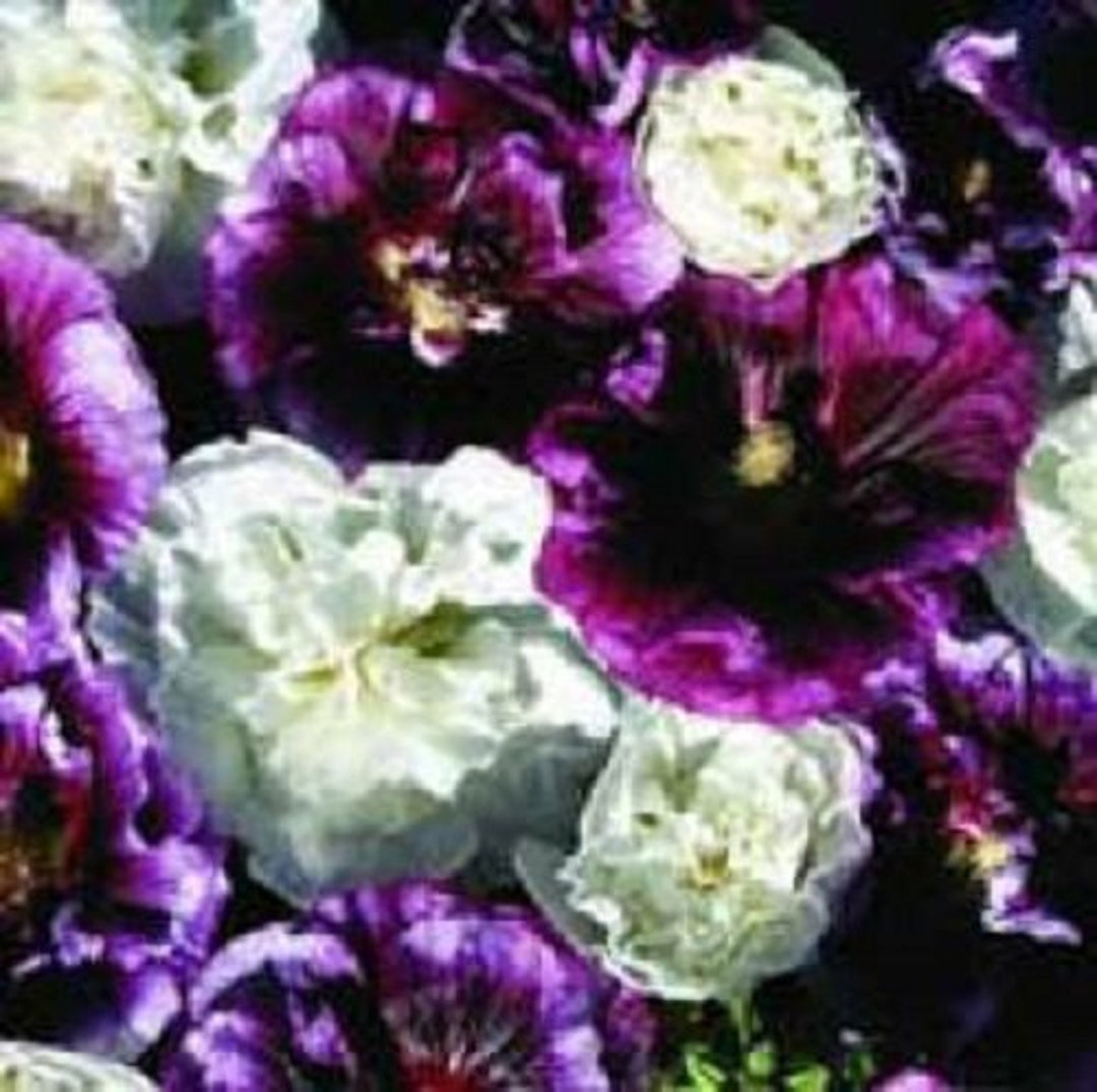 35 Old Fashioned Giant Blackberry Ripple Hollyhock Flower Seeds ...