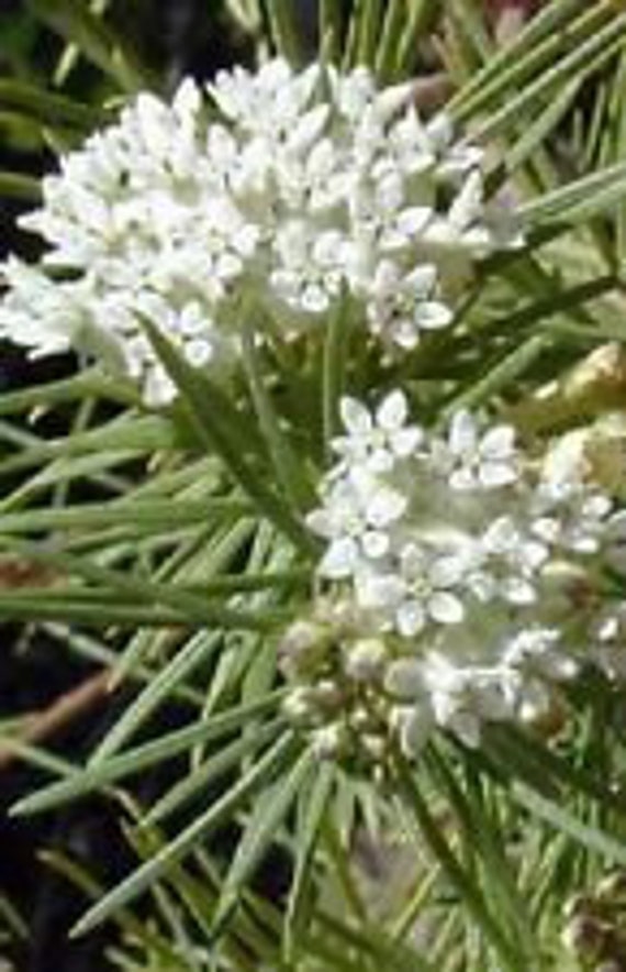 30 Ice Ballet Pure White Butterfly Weed Asclepias Flower | Etsy