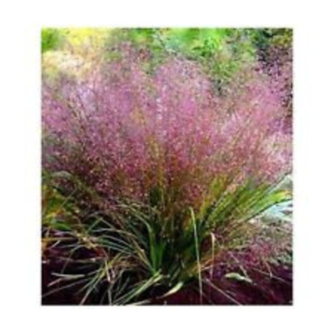 50+ Eragrostis Purple Love Grass Seeds/ Perennial/ Thrives in Poor ...
