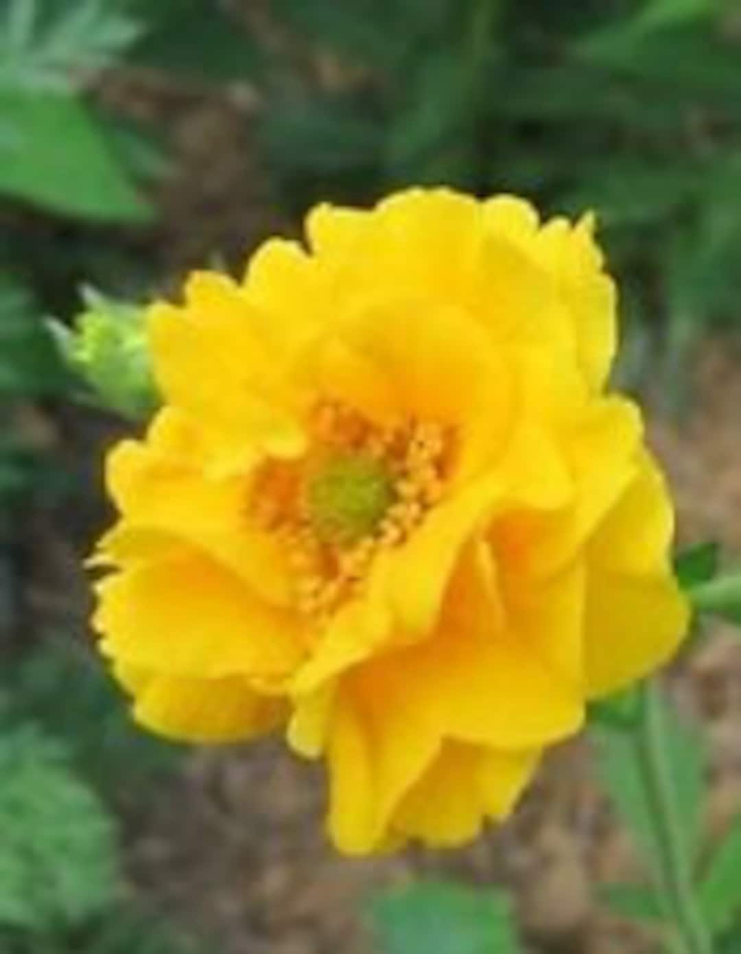 New! 50+ Extra Large Yellow Lady Strantheden Geum Flower Seeds ...
