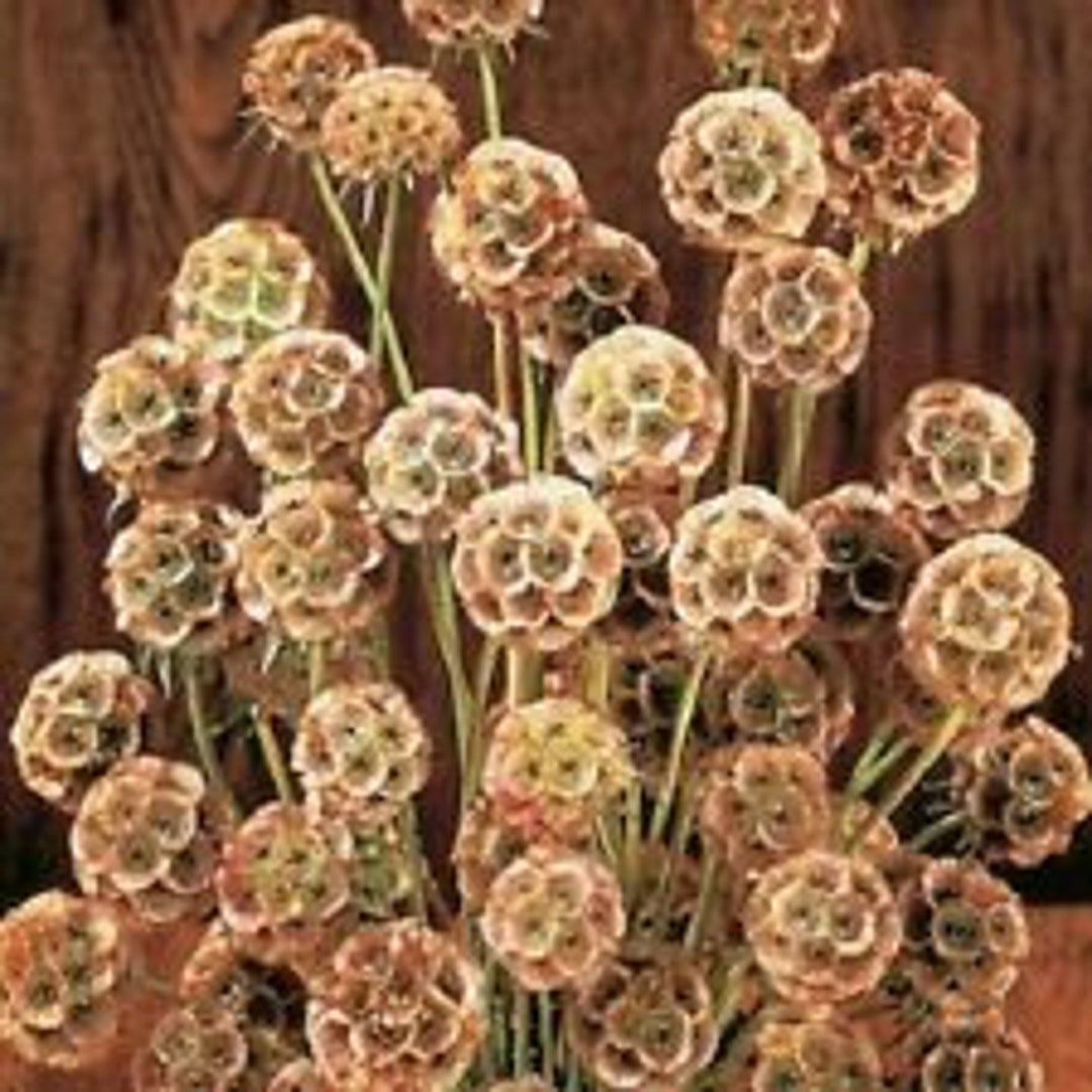 25+ Fata Morgana Scabiosa Pincushion Flower Seeds / Perennial / Pinkish ...