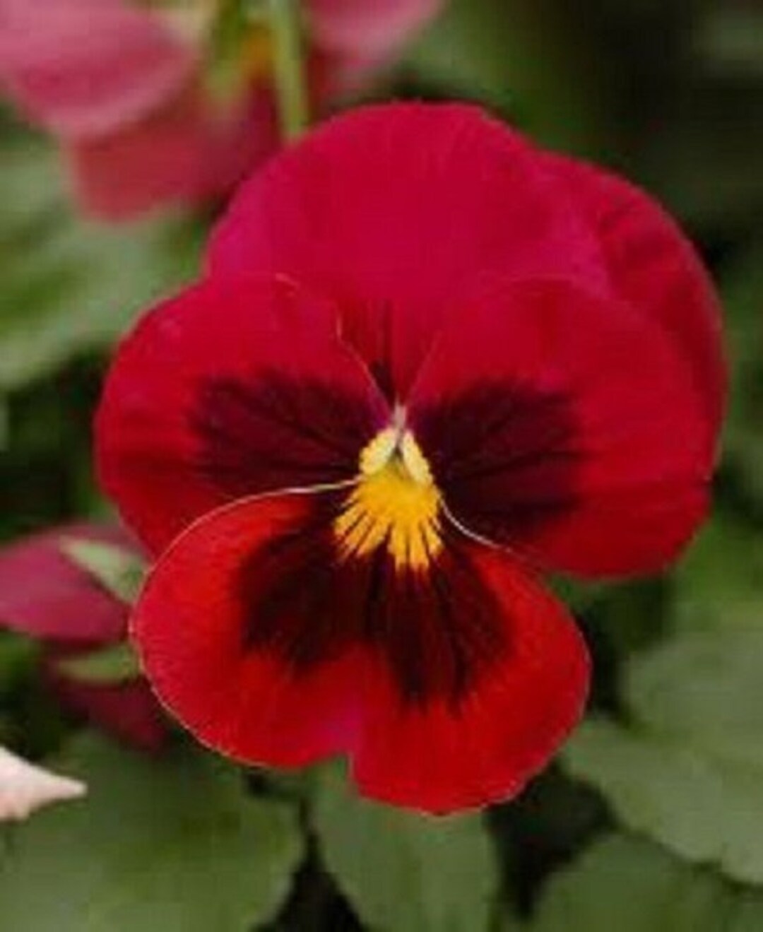 25+ Red Tri-color Viola / Shade Loving / Perennial / Flower Seeds. - Etsy