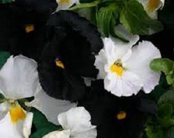 35 Velvety Black Viola / Shade-loving / Perennial / Flower Seeds. - Etsy