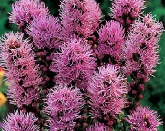 50 Blazing Star Liatris / Prairie / Perennial / Flower Seeds. - Etsy