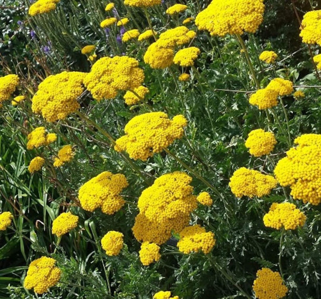 50+ Gold Achillea / Yarrow / Deer Resistant / Perennial / Flower Seeds ...