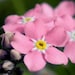 35 Myosotis Forget Me Not Flower Seeds Rose/blue Mix / Perennial - Etsy