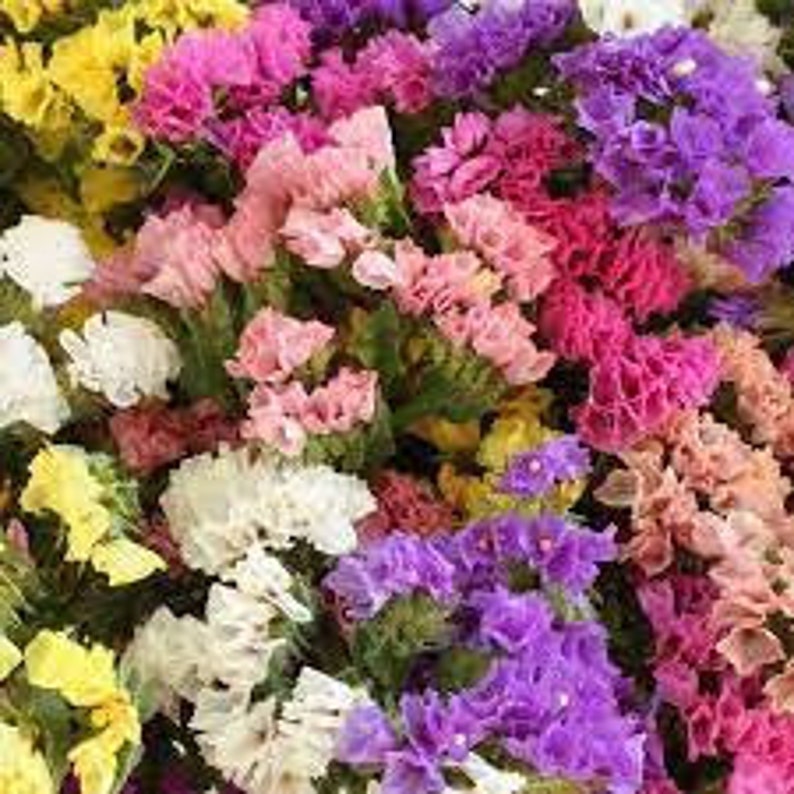 50+ STATICE PASTEL Shades Flower Seeds MIX / Long Last Annual / Deer ...