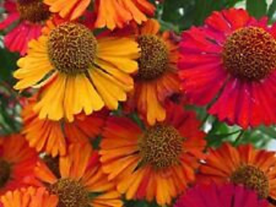40+ Helenium Autumnale Helena Perennial Flower Seeds Mix * - Etsy