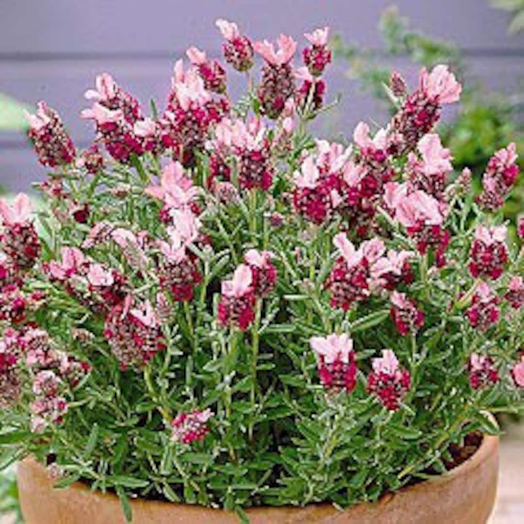 30+ Lavendula RED LAVENDER Flower Seeds / Easy to Grow Perennial - Etsy