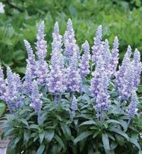 40 SALVIA SILVERY BLUE Strata Flower Seeds / Perennial / - Etsy