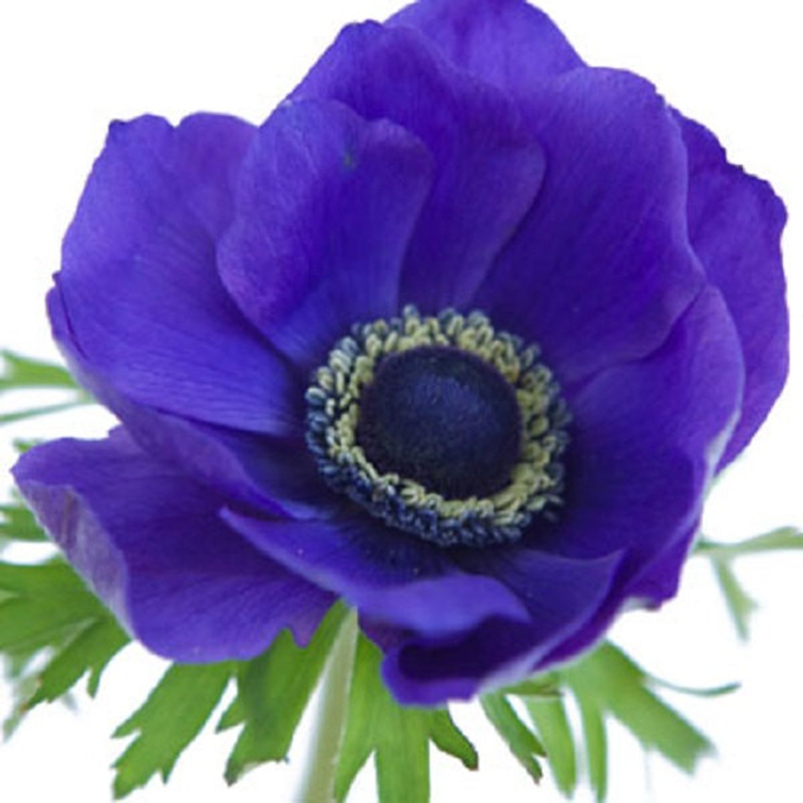 40 Anemone Decaen Mix / Perennial Flower Seeds | Etsy