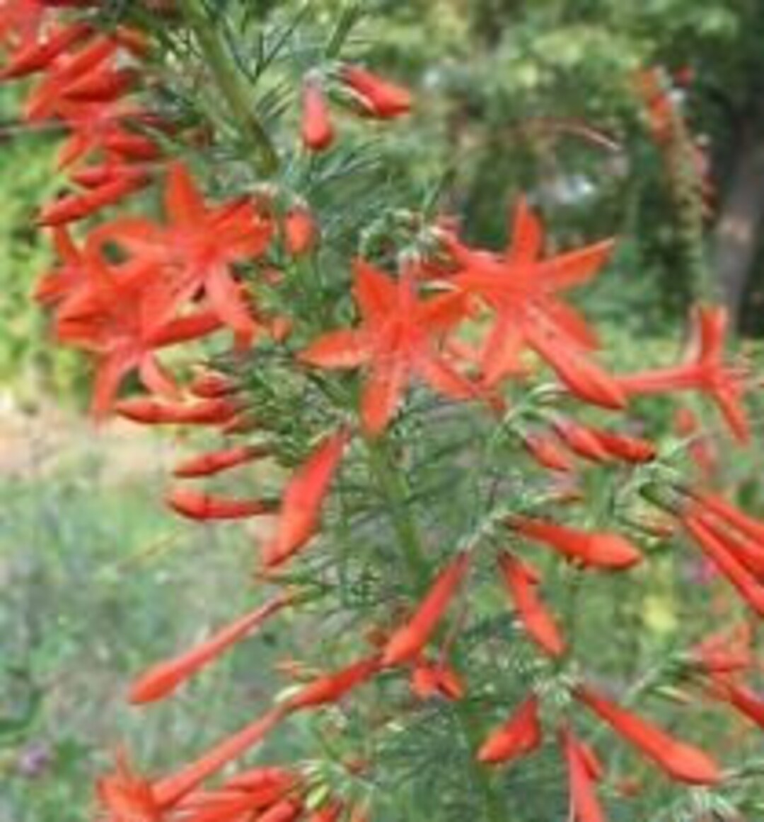40+ Red Standing Cypress Texas Plume Flower Seeds/disease & Pest ...