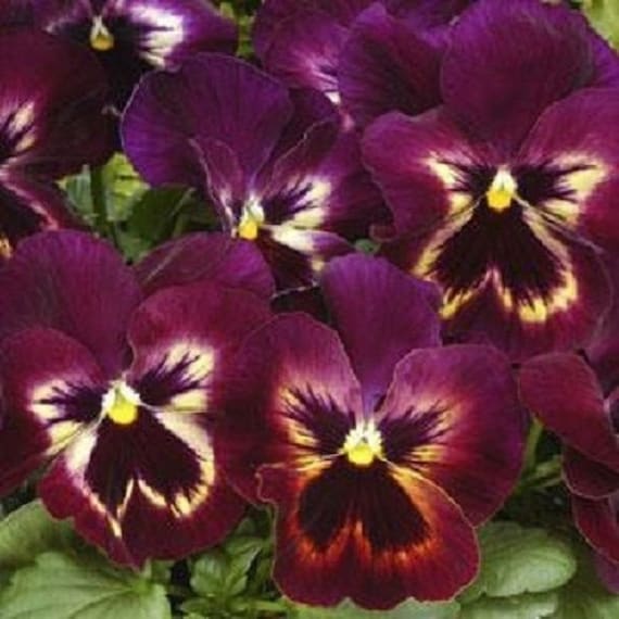 35 Matrix Sangria Pansy / Flower Seeds | Etsy
