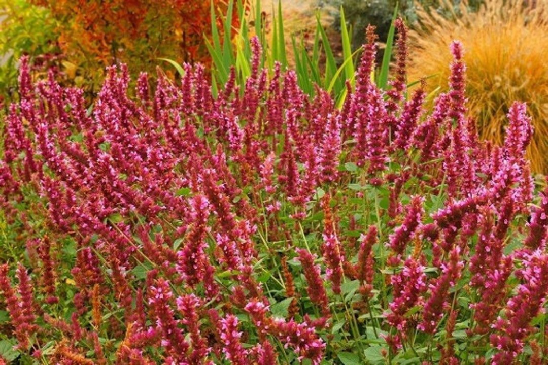 Red Hyssop Agasthache / Perennial Flower Seeds - Etsy