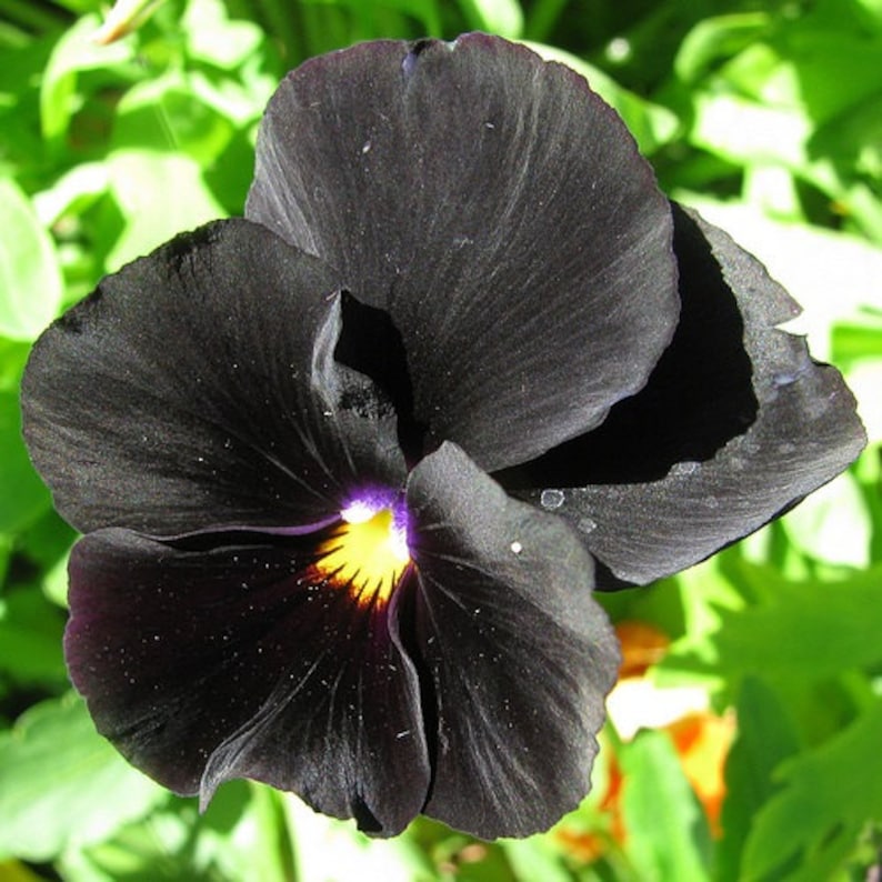 35 Black Pansy "halloween" Flower Seeds / Wonderfully Fragrant Annual ...