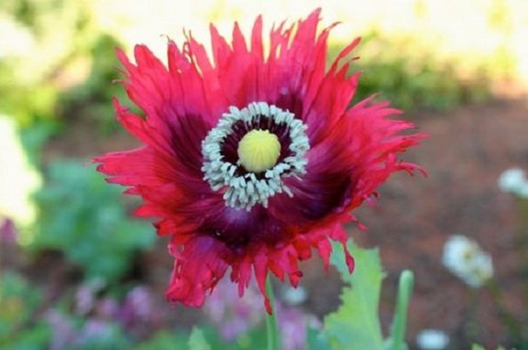 35 Papaver Somniferum Pepperbox Poppy / Perennial Flower Seeds - Etsy