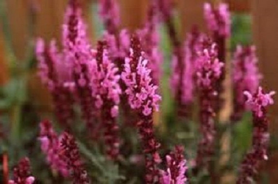 40+ Rose Queen Salvia / Perennial Flower Seeds - Etsy