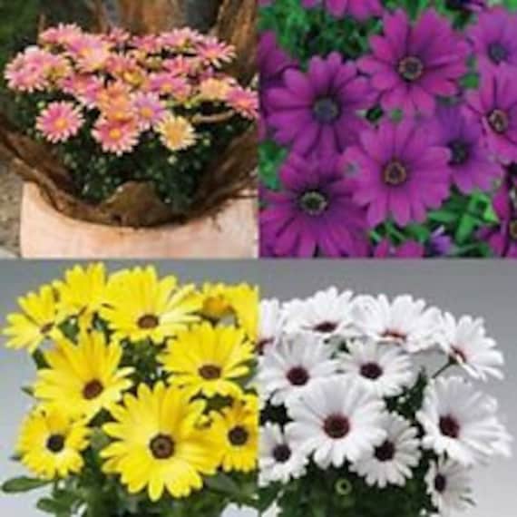 New 20 Osteospermum Flower Seeds Mix / Perennial - Etsy