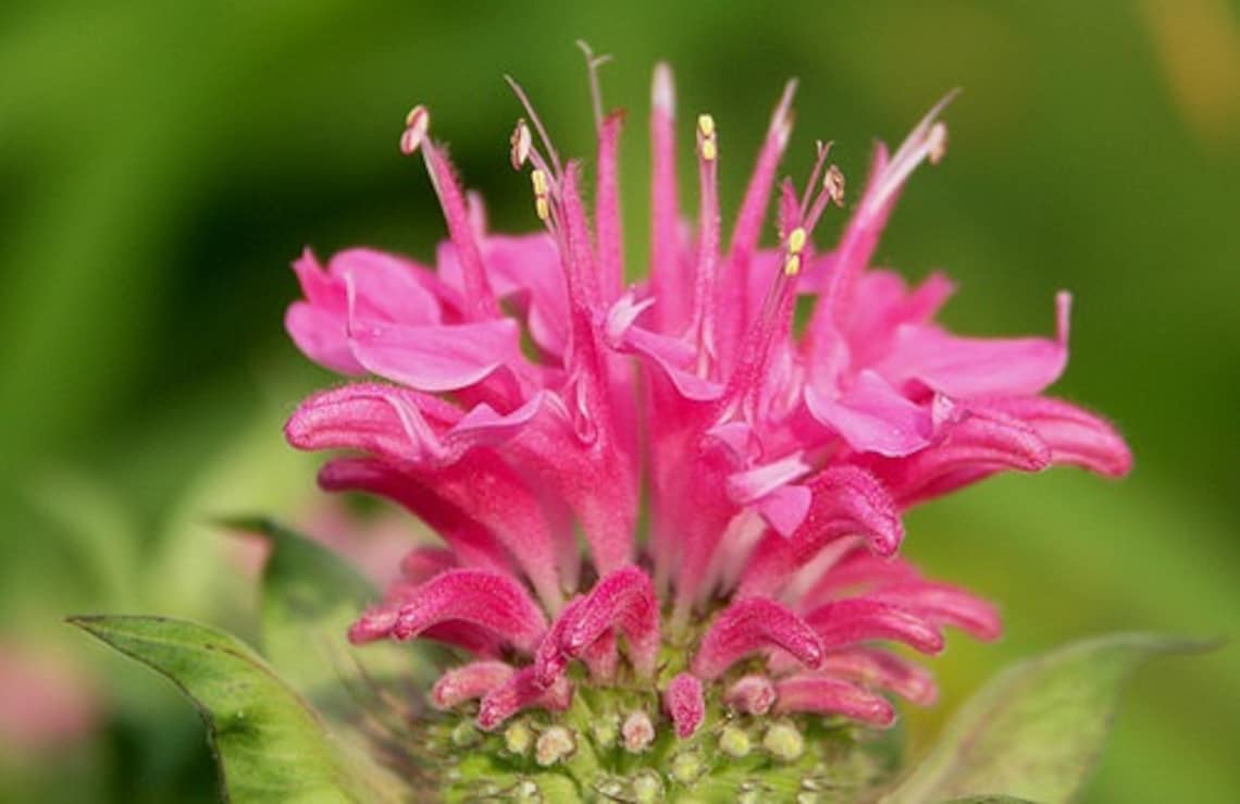 50 Monarda Bee Balm Flower Seeds / Perennial / Deer Resistant - Etsy