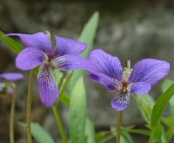 35 Viola Mandashurica / Japanese Viola Flower Seeds - Etsy