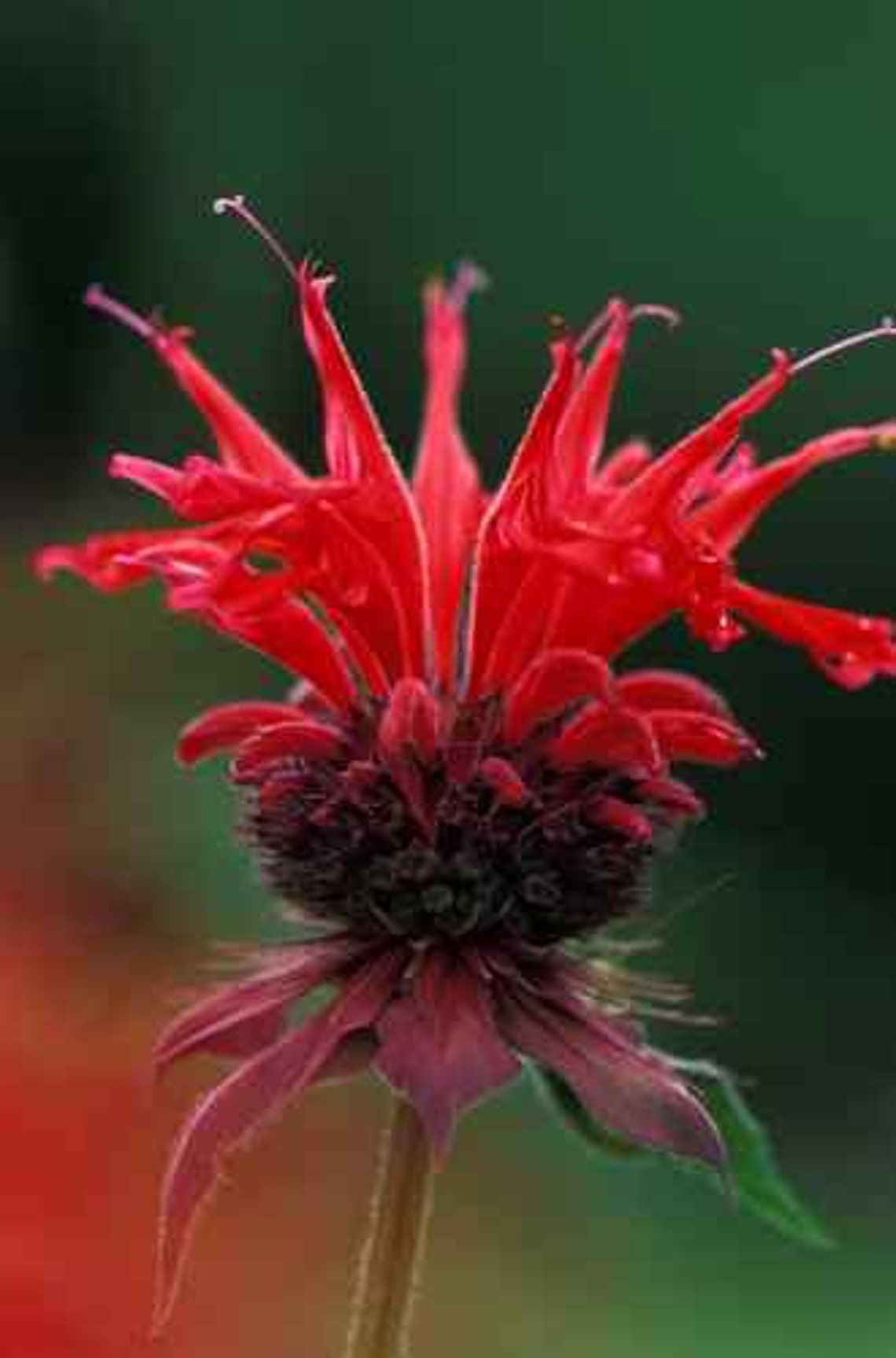 50 Monarda Bee Balm Flower Seeds / Perennial / Deer Resistant - Etsy