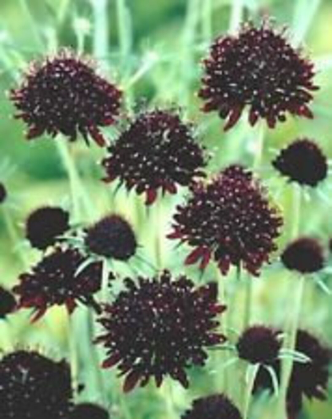 35+ Ace of Spades Black Pincushion Scabiosa Flower Seeds / Perennial - Etsy