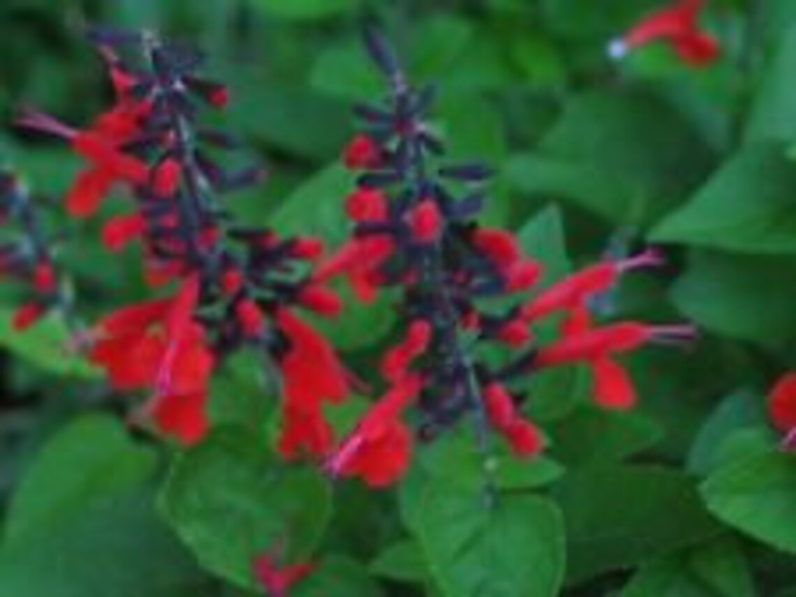 40 Hummingbird Forest Fire Salvia Flower Seeds Perennial - Etsy