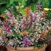 30+ Agastache Fragrant Delight Mix / Perennial / Flower Seeds. - Etsy