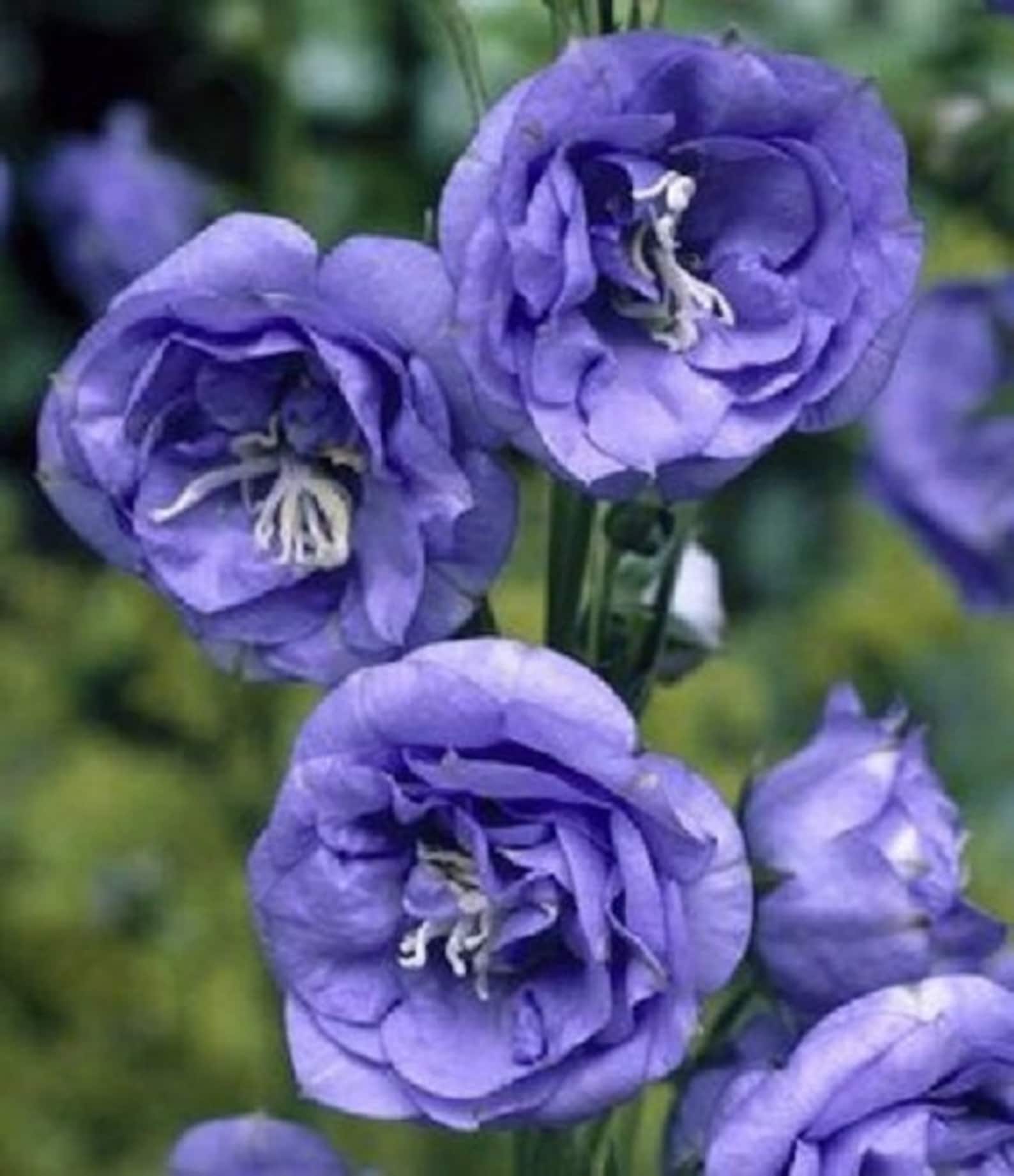 50+ Campanula Double Blue Heirloom Canterbury Bells / Perennial Flower ...