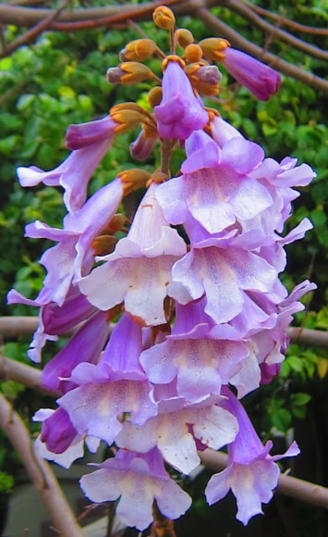 20 Paulownia Tomentosa Fragrant Purple EMPRESS TREE Seeds / World's ...