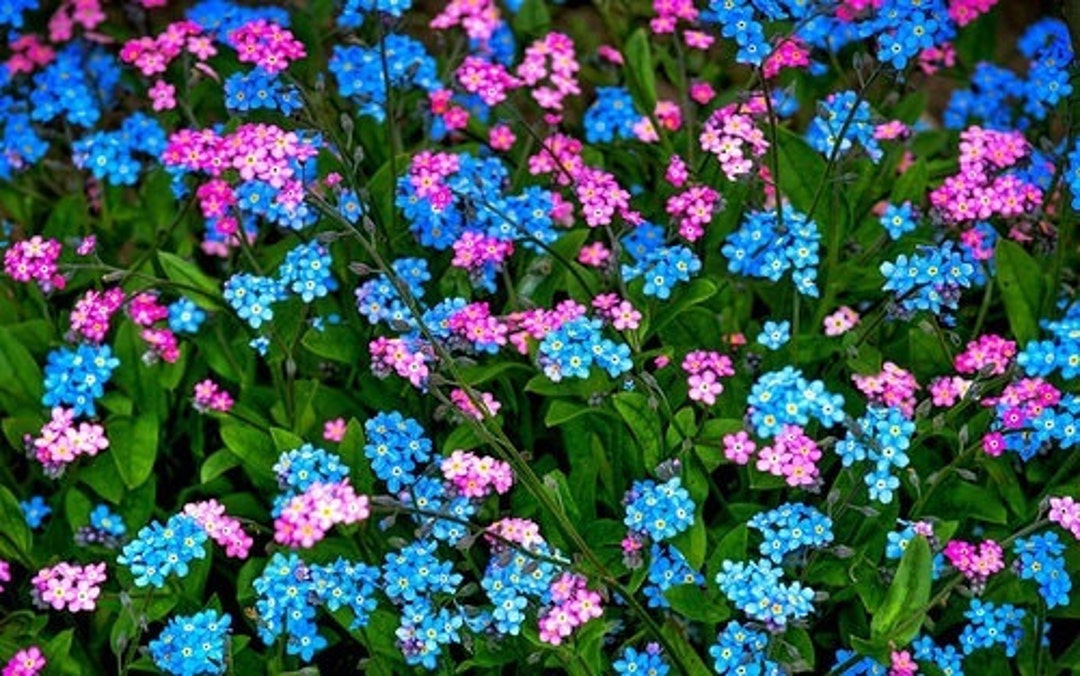 35+ Myosotis Forget Me Not Flower Seeds Rose/blue Mix / Perennial - Etsy