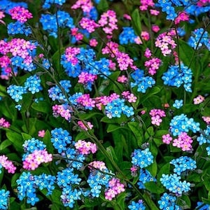 35+ Myosotis Forget Me Not Flower Seeds Rose/blue Mix / Perennial - Etsy