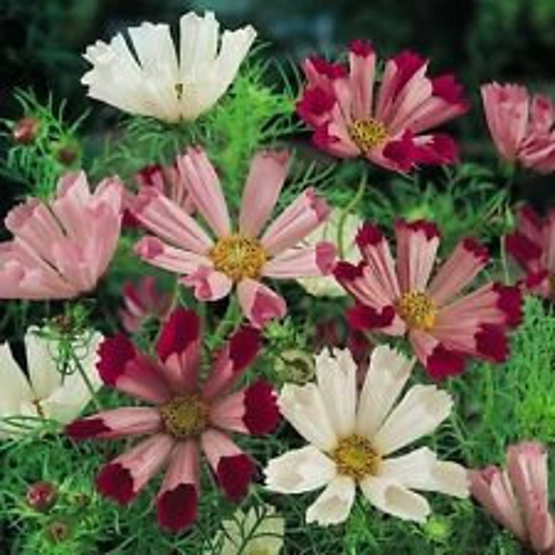 35+ COSMOS SEASHELLS MIX Fluted Flower Seeds / Annual / Long Lasting - Etsy