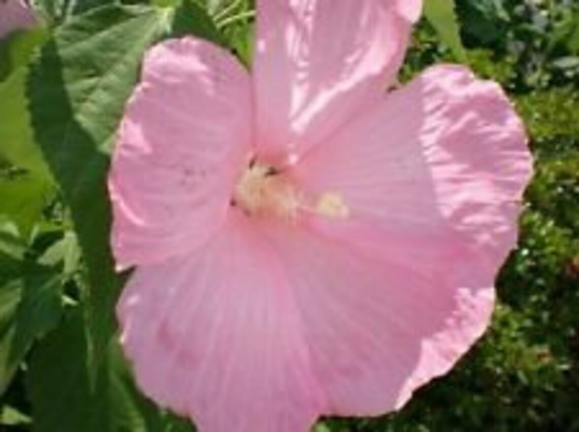 15+ Pink Dinner Plate Hibiscus Flower Seeds Huge 10-12 Inch Flowers ...