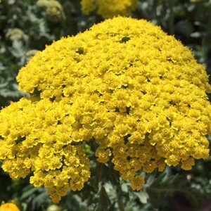 50+ Gold Achillea / Yarrow / Deer Resistant / Perennial / Flower Seeds ...