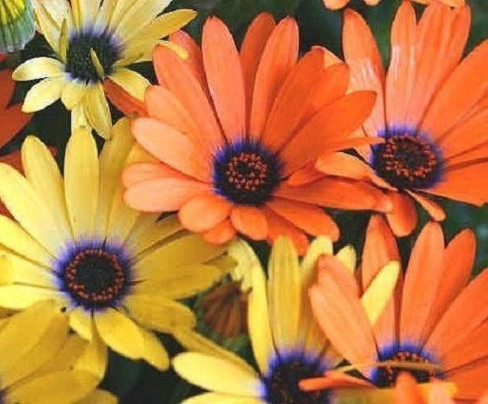 40+ African Daisy Mix Flower Seeds - Etsy