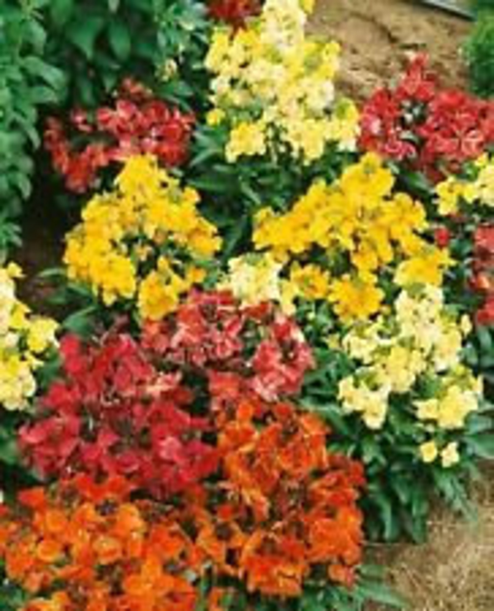 50+ Erysimum Charity Flower Seeds Mix / Deer-resistant / Scented ...